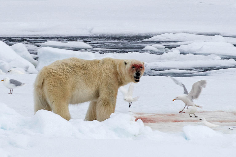 July 2016 – Rural Decay / Animals